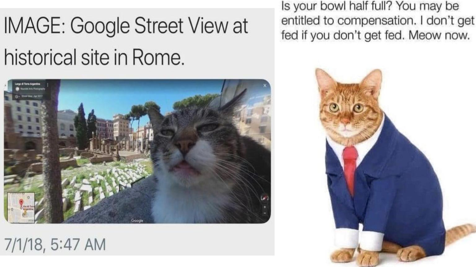 Google Cat Memes