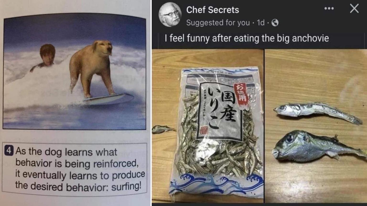 15 'Dumb Funny' Images That Are Still Hilarious | Know Your Meme