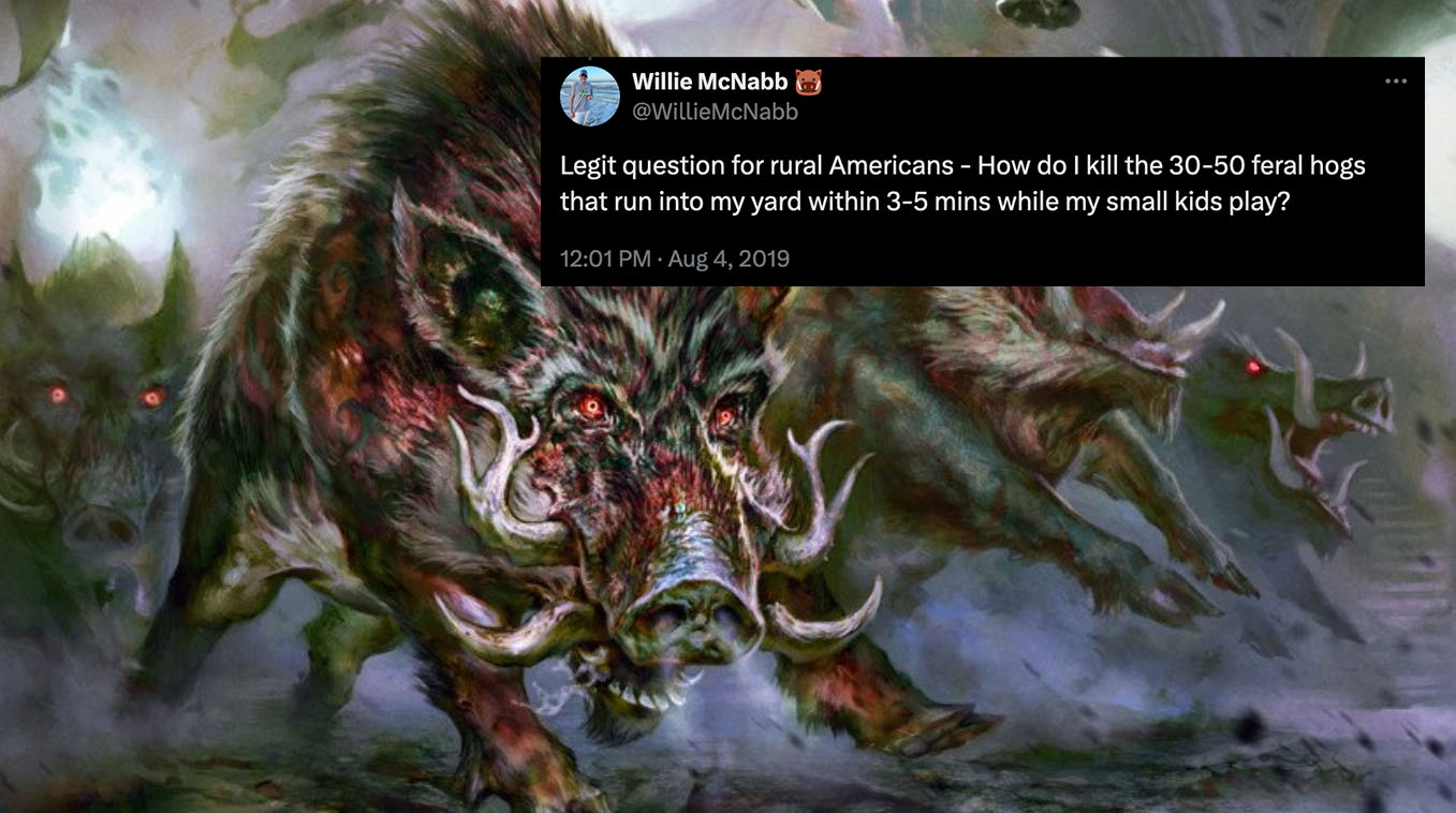 Has The Rural Man Complaining About 30-50 Feral Hogs Been Vindicated ...