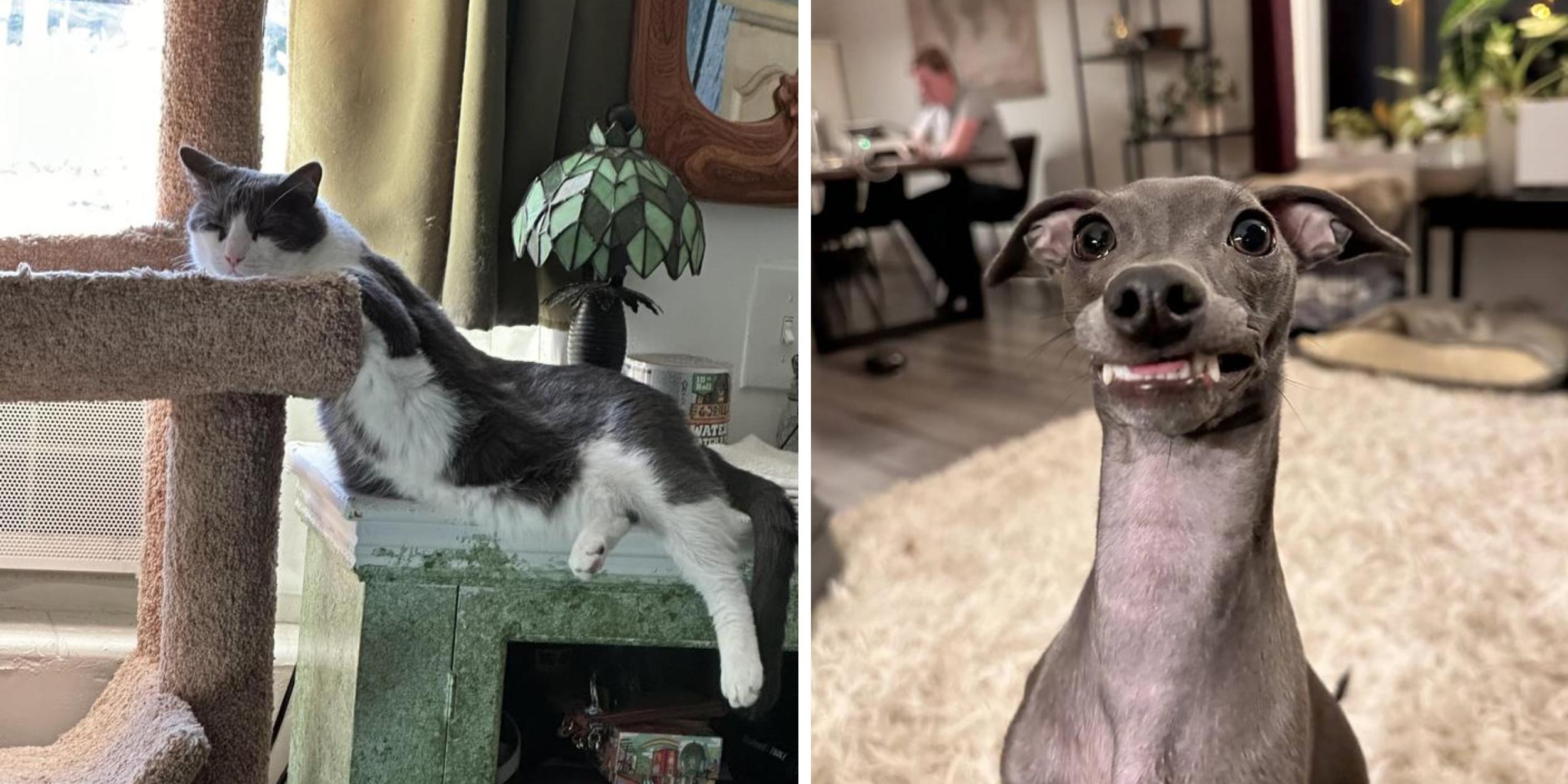 22 Animals Acting Adorably Ridiculous | Know Your Meme