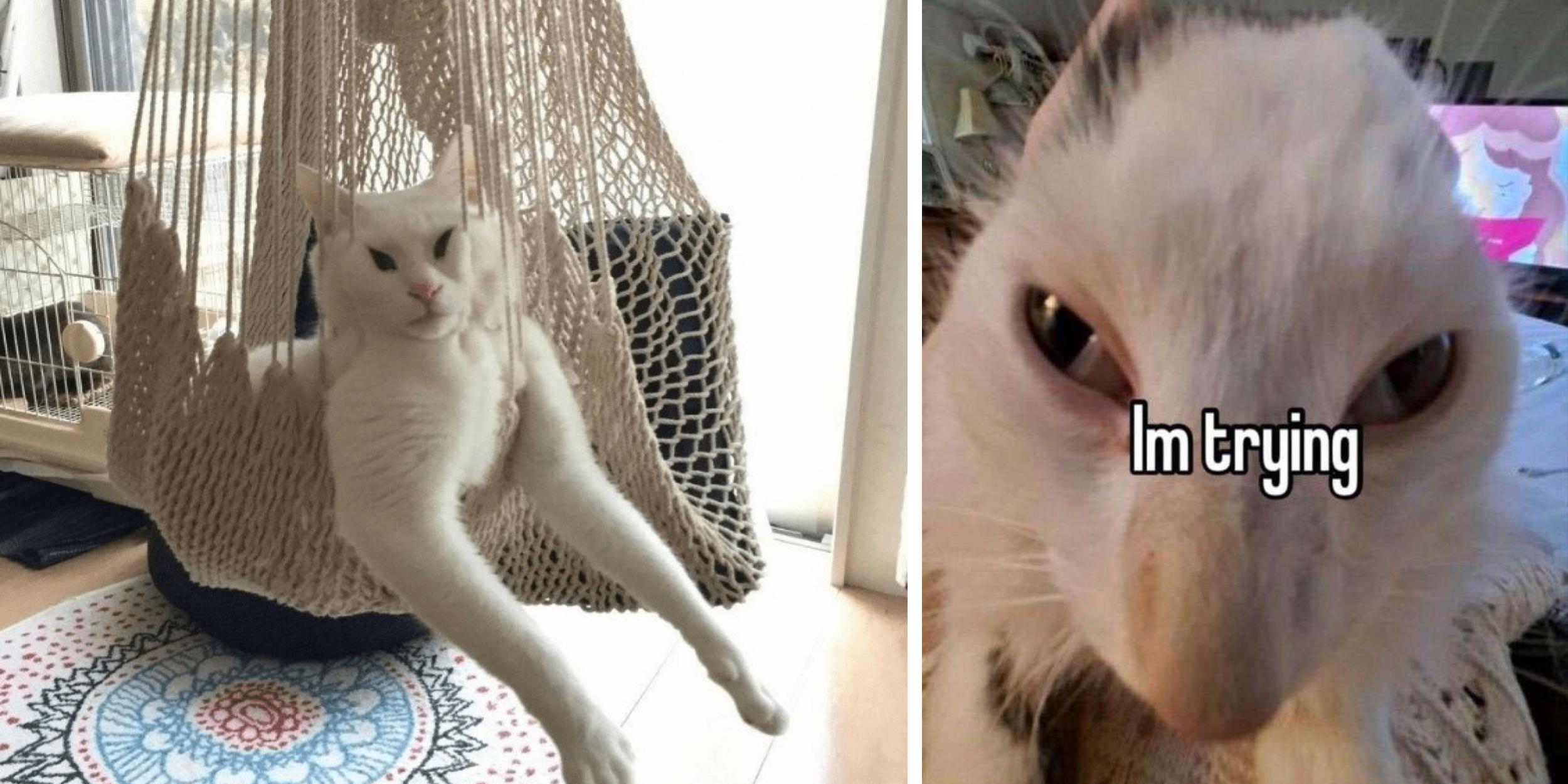 25 Cats Being Incredibly Relatable | Know Your Meme