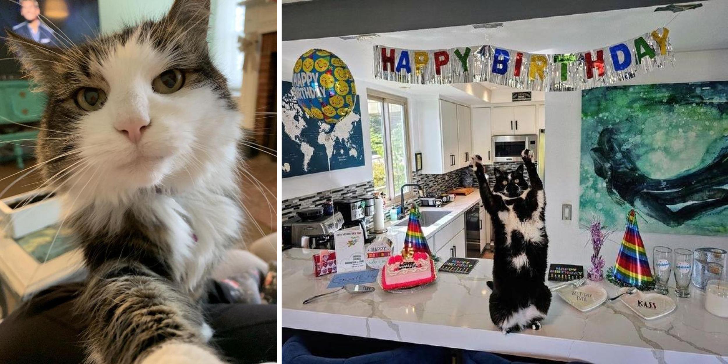 25 Relatable Cats That Show They're Closer To Humans Than We Think ...