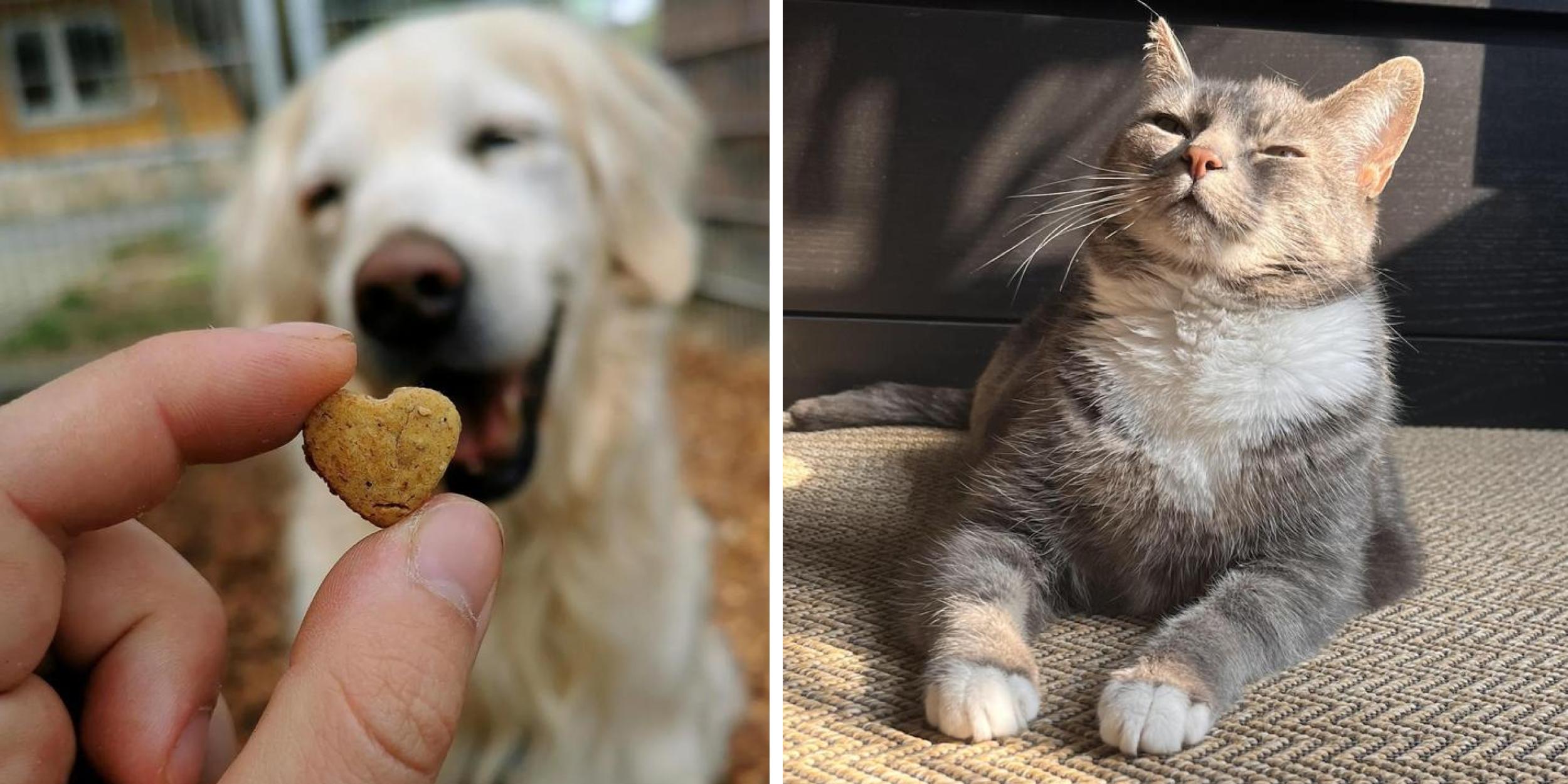 25 Certifiably Adorable Animals Posted Online | Know Your Meme