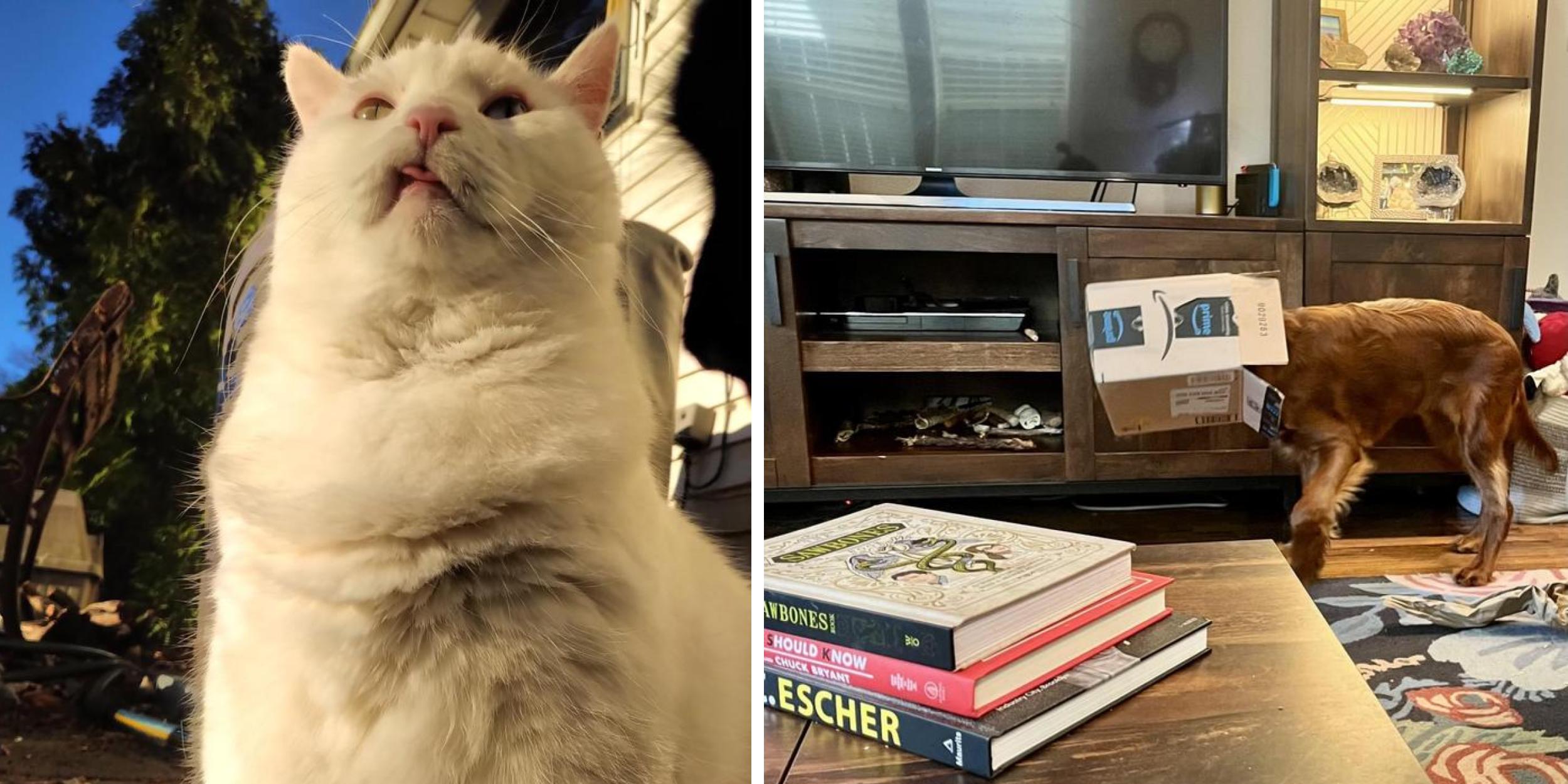 24 Adorably Dumb But Cute Animals | Know Your Meme