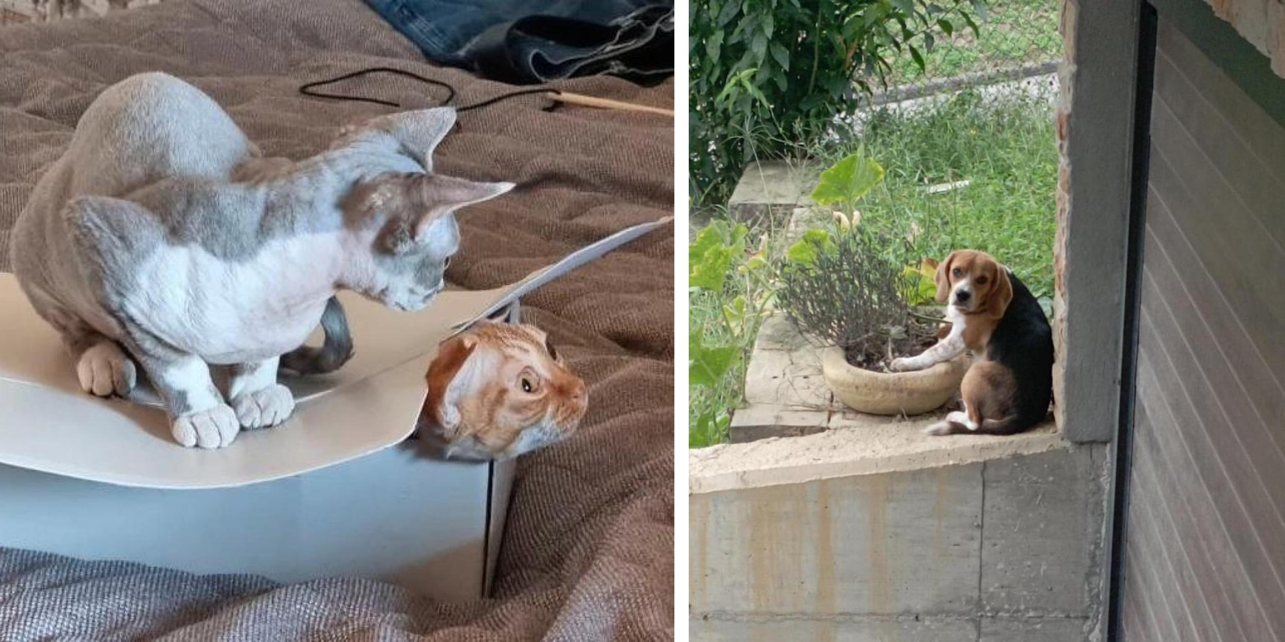 15 Funny Crimes Committed By Adorable Animals | Know Your Meme