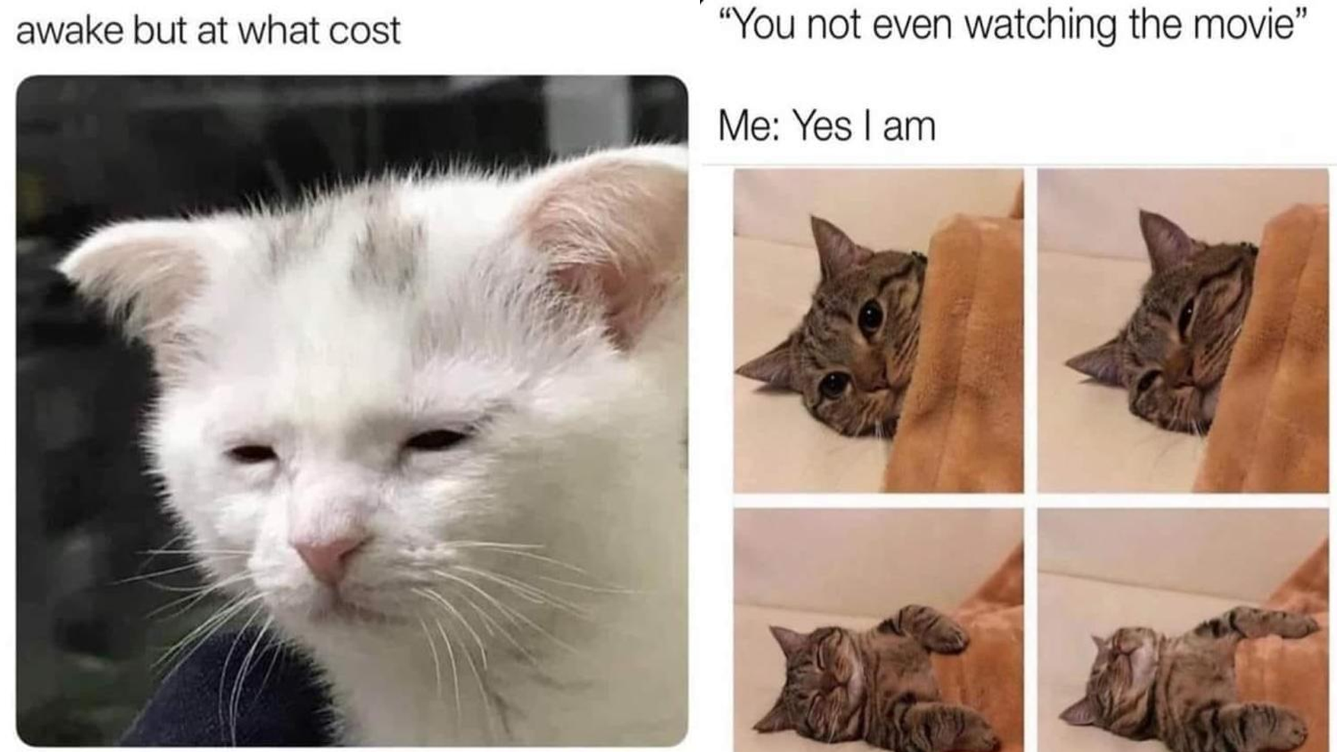 18 Adorable Animal Memes Taken From Facebook | Know Your Meme