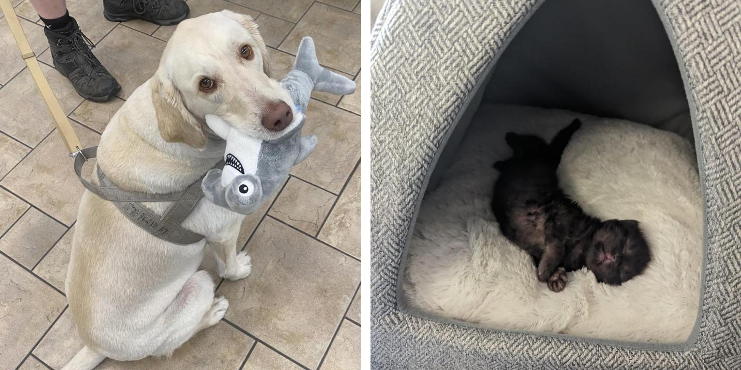 25 Adorable Pets From One Of The Most Wholesome Communities Around ...