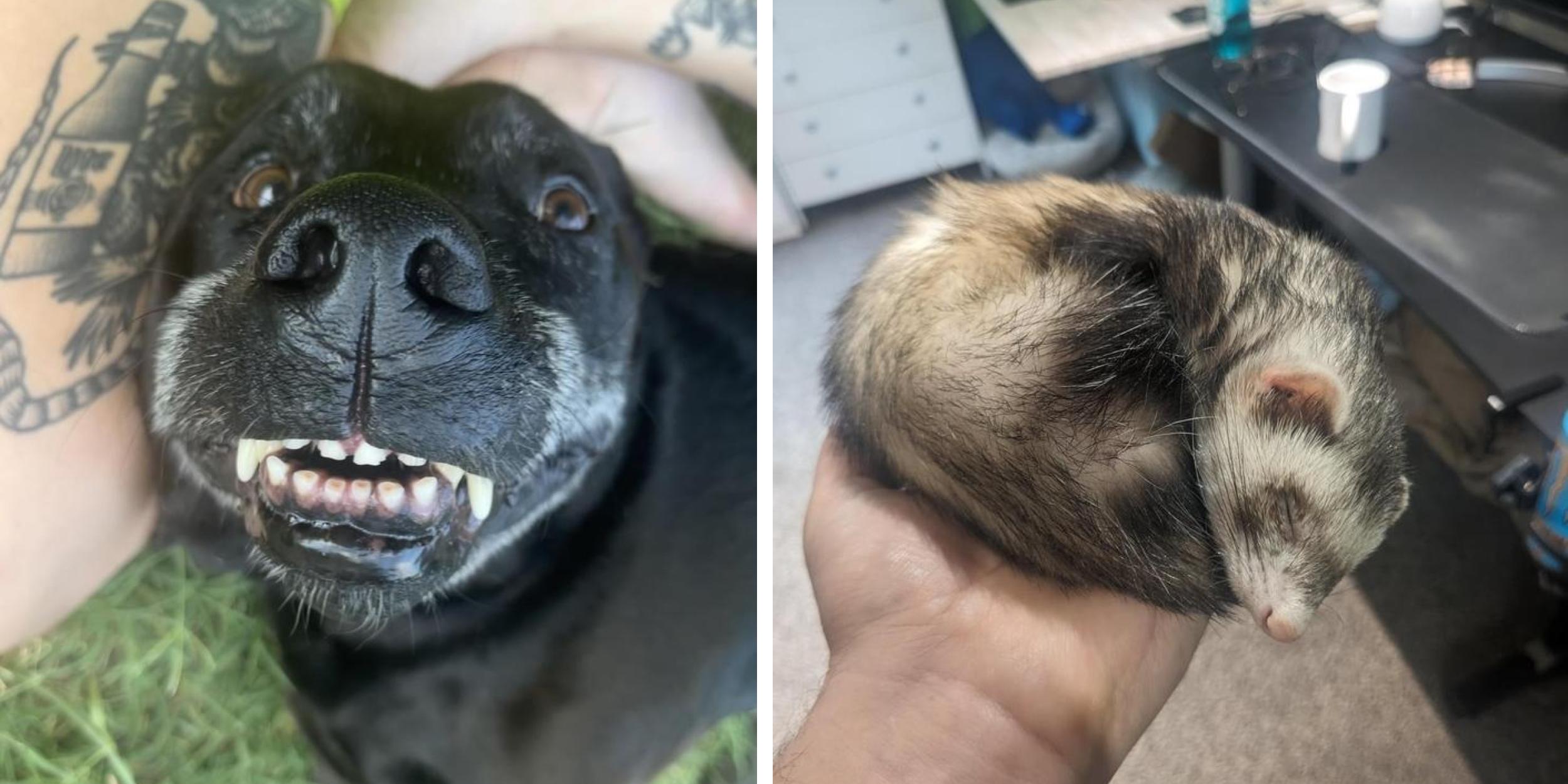 Cleanse Your Browsing History With These 22 Adorable Animals From ...