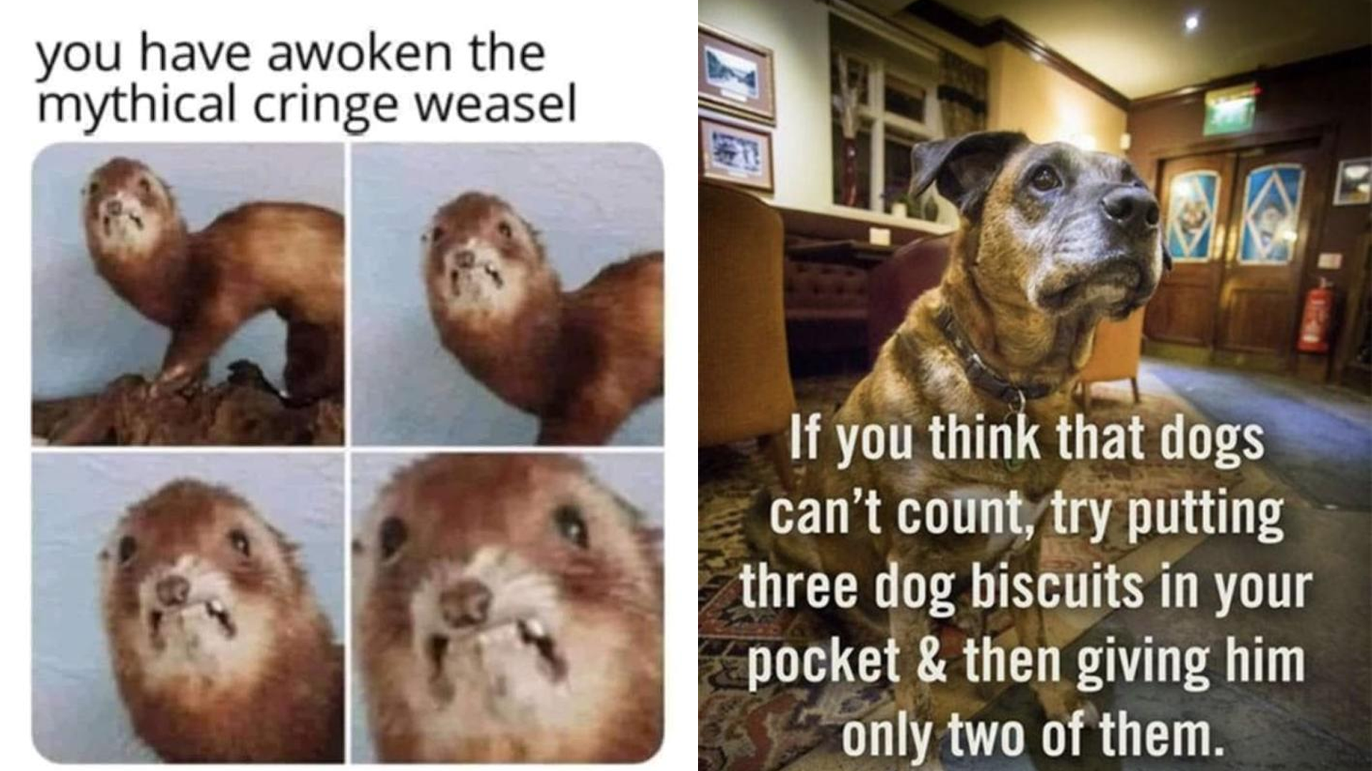 20 Cute Animal Memes To Make Your Day Better | Know Your Meme