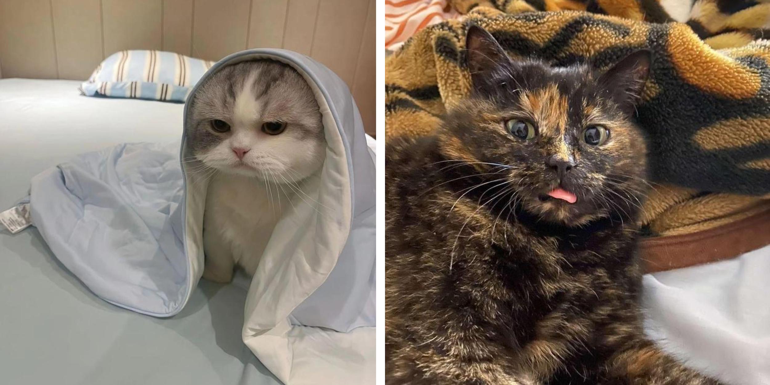 Cleanse Your Computer Screen With These 25 Cats Just Being Cats | Know Your Meme