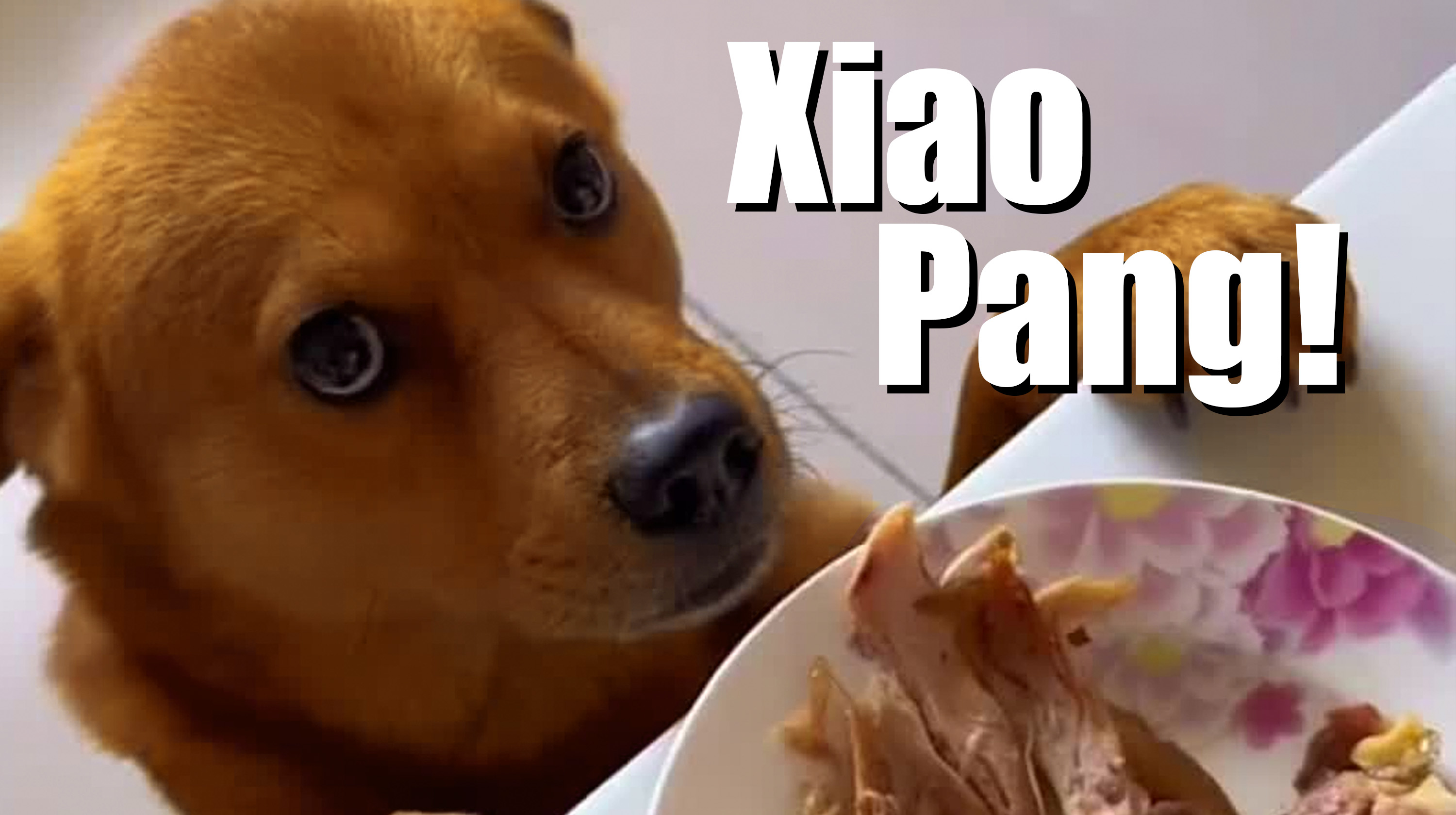 Who Is Xiaopang? The Viral Chinese Dog Who Loves Roast Duck On TikTok Explained | Know Your Meme