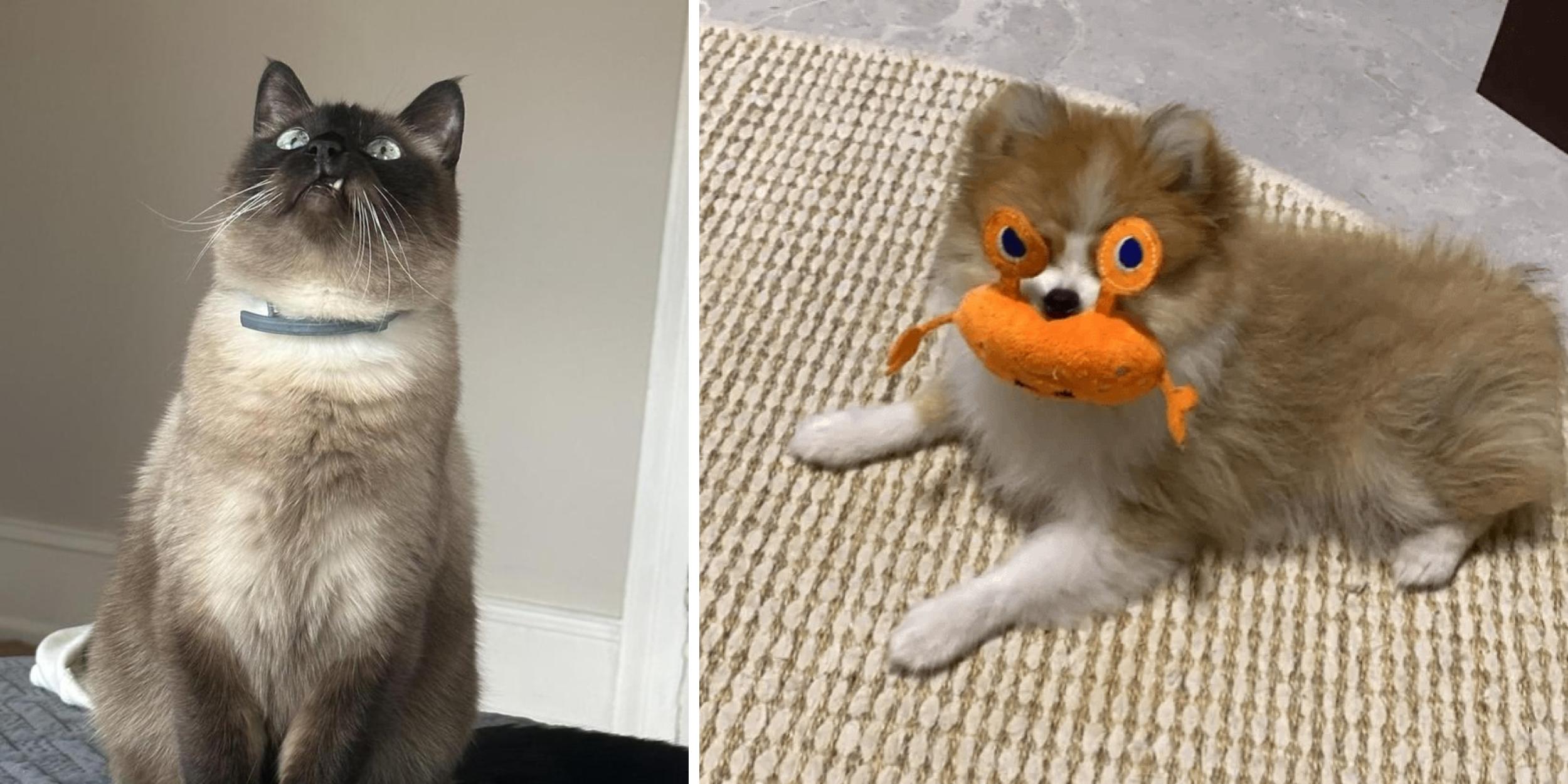 25 Adorable Animals Acting Like Complete Derps | Know Your Meme