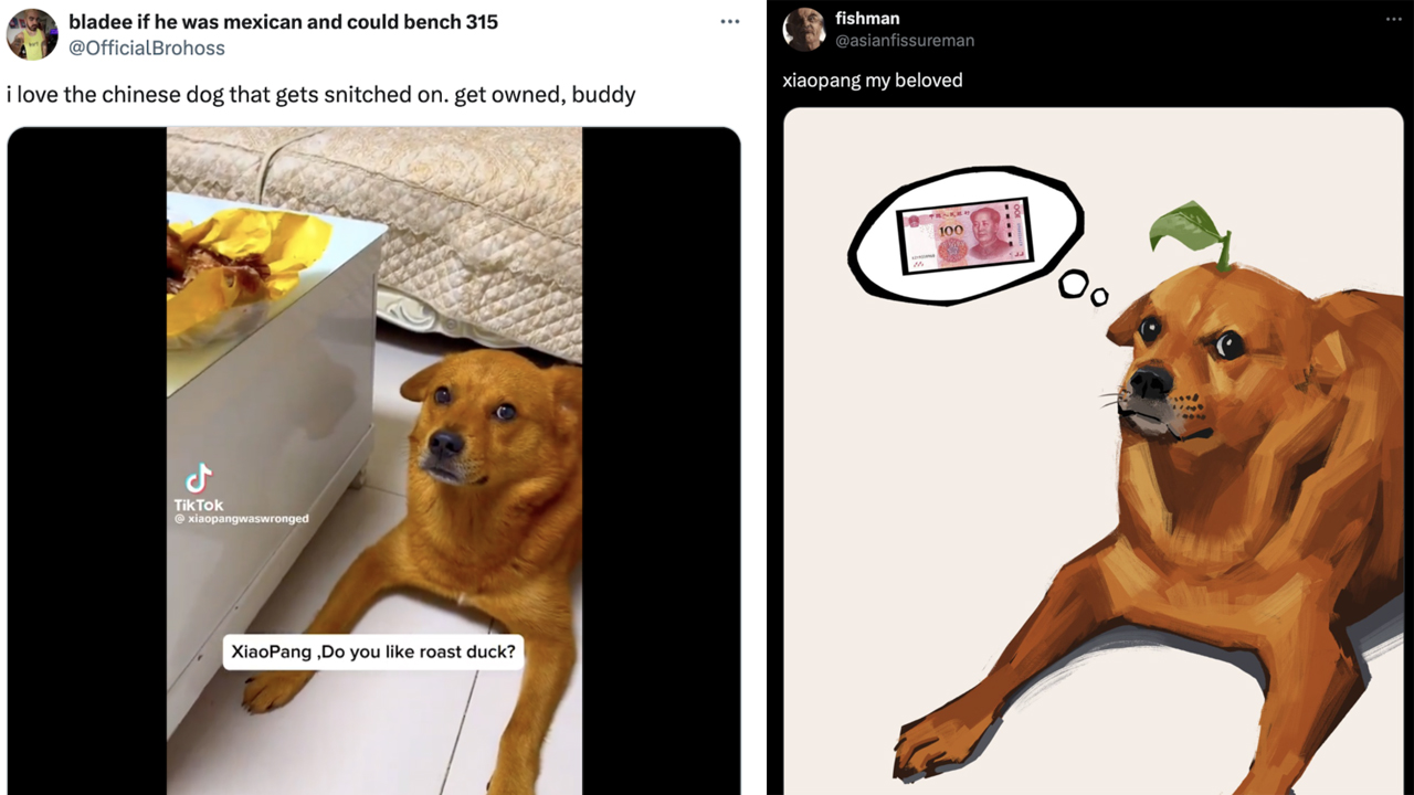 22 Memes About The Beloved Dog 'Xiaopang' | Know Your Meme
