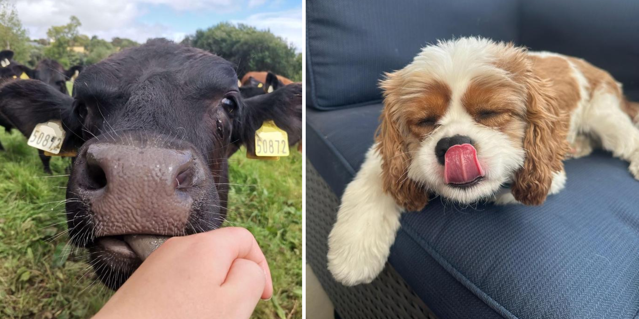 26 Adorable Animals For A Dose Of Eye Bleach | Know Your Meme