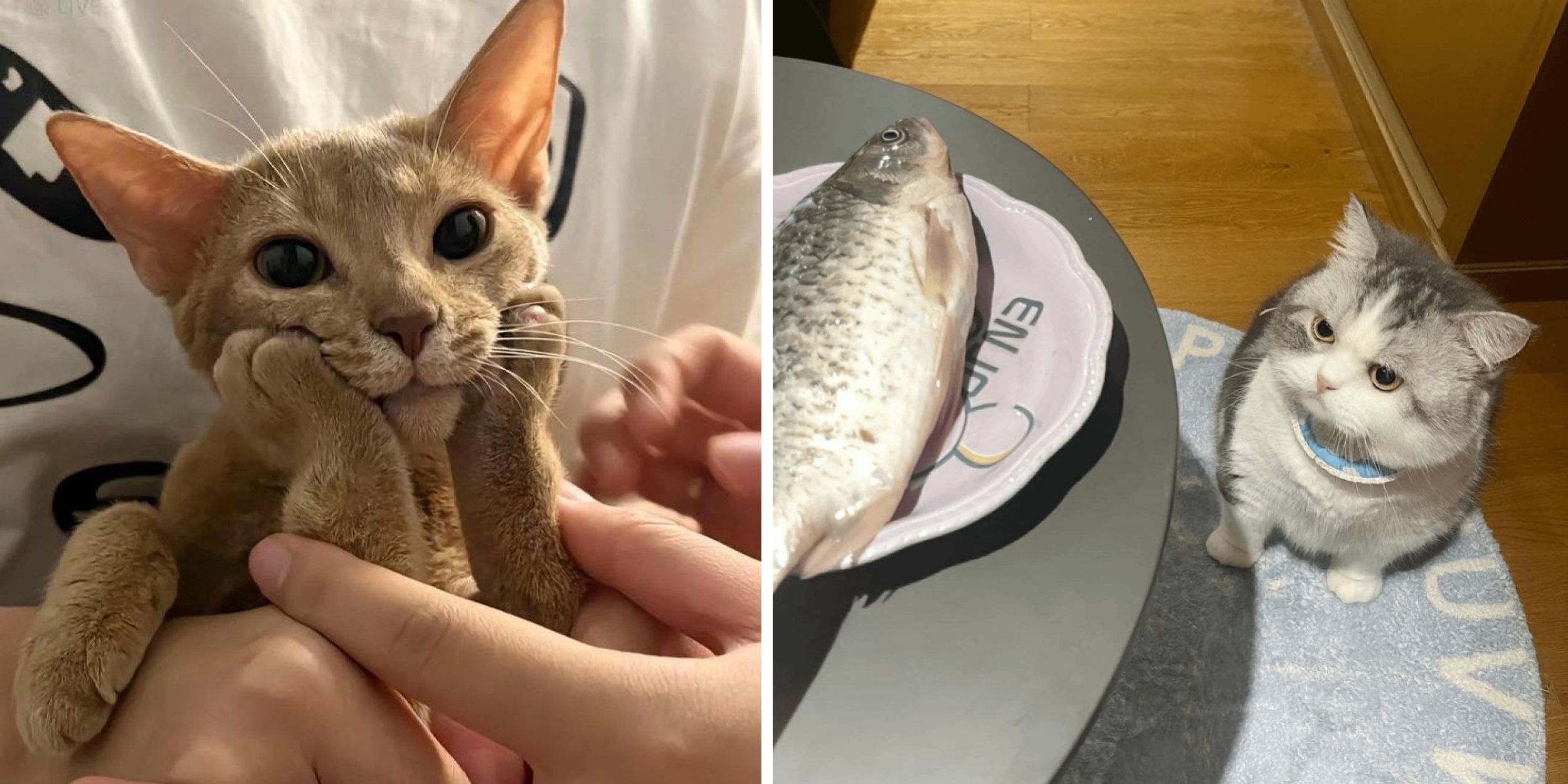 25 Cats Being Adorably Relatable | Know Your Meme