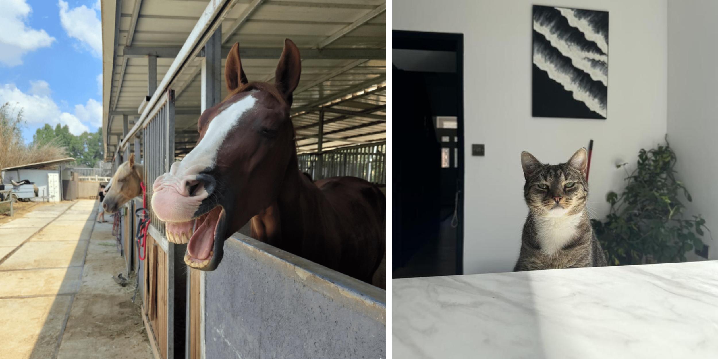 25 Goofy Animals Being Total Goobers | Know Your Meme