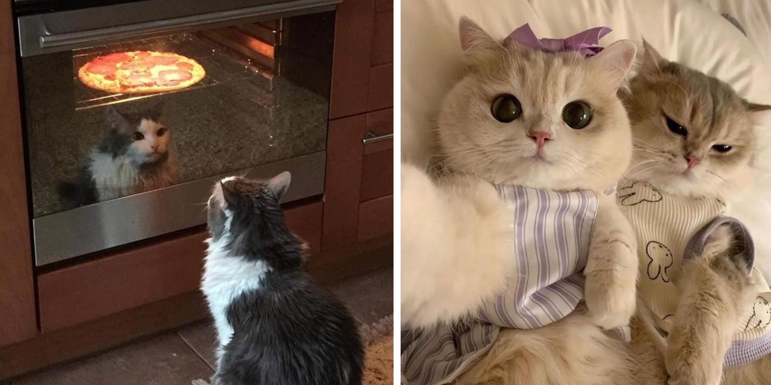 25 Adorably Relatable Cats That Speak To Your Soul | Know Your Meme