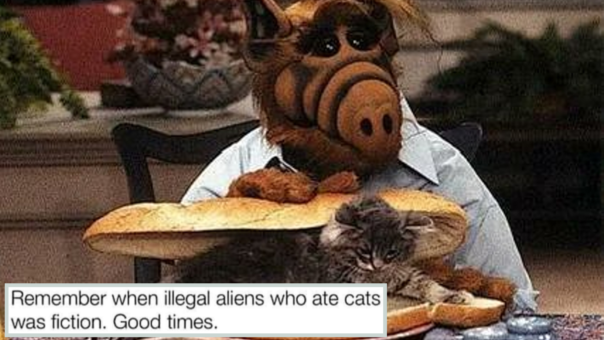 What's With All The 'Alf Eating Cats' Memes? How A Rumor Of Immigrants ...