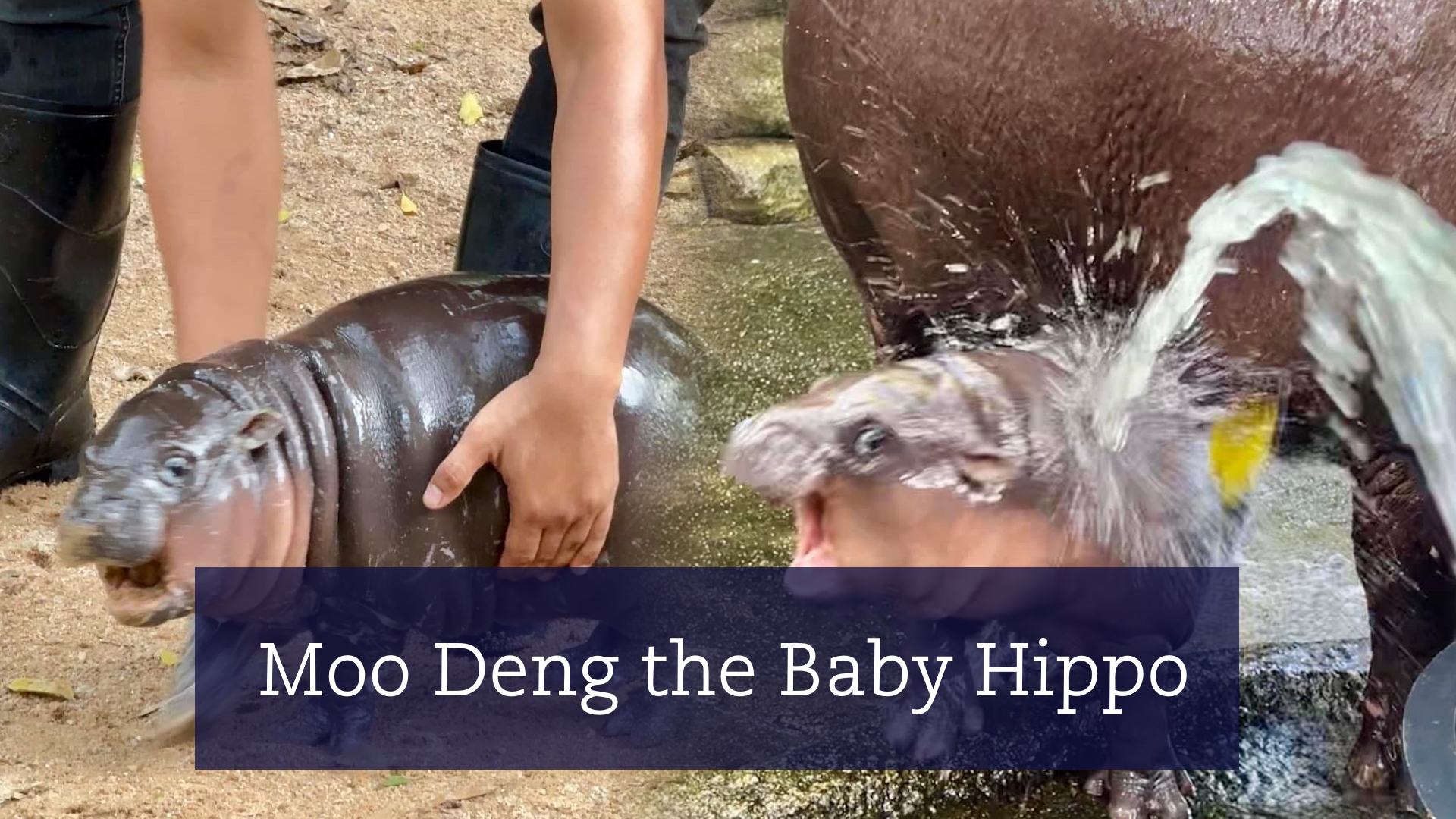 Who Is Moo-Deng The Baby Hippo? The Story Of The Adorable Thai Pygmy Hippopotamu... | Know Your Meme