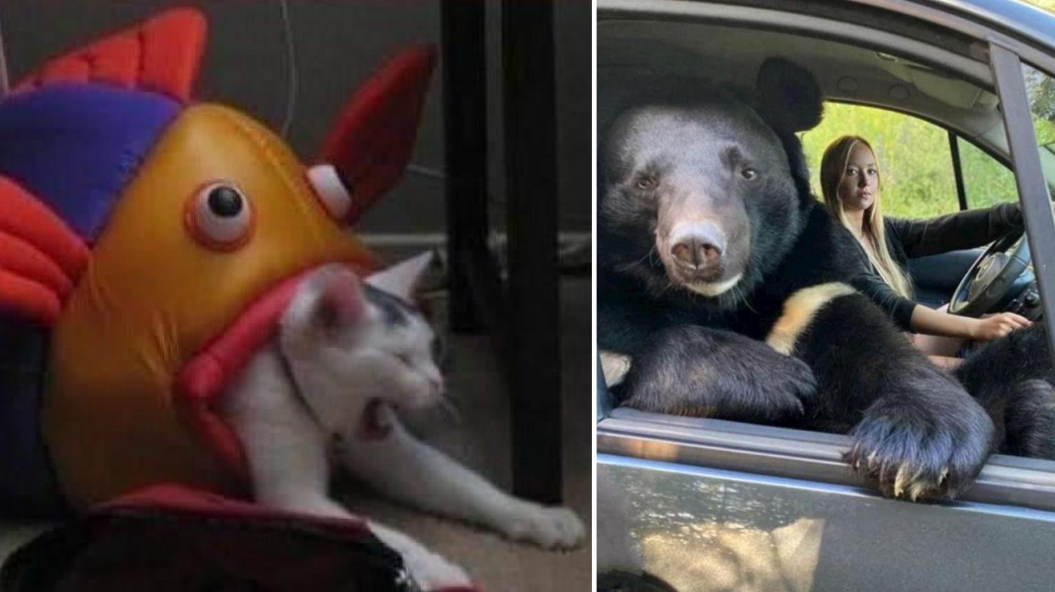 28 Blursed Images That'll Keep You Up At Night | Know Your Meme