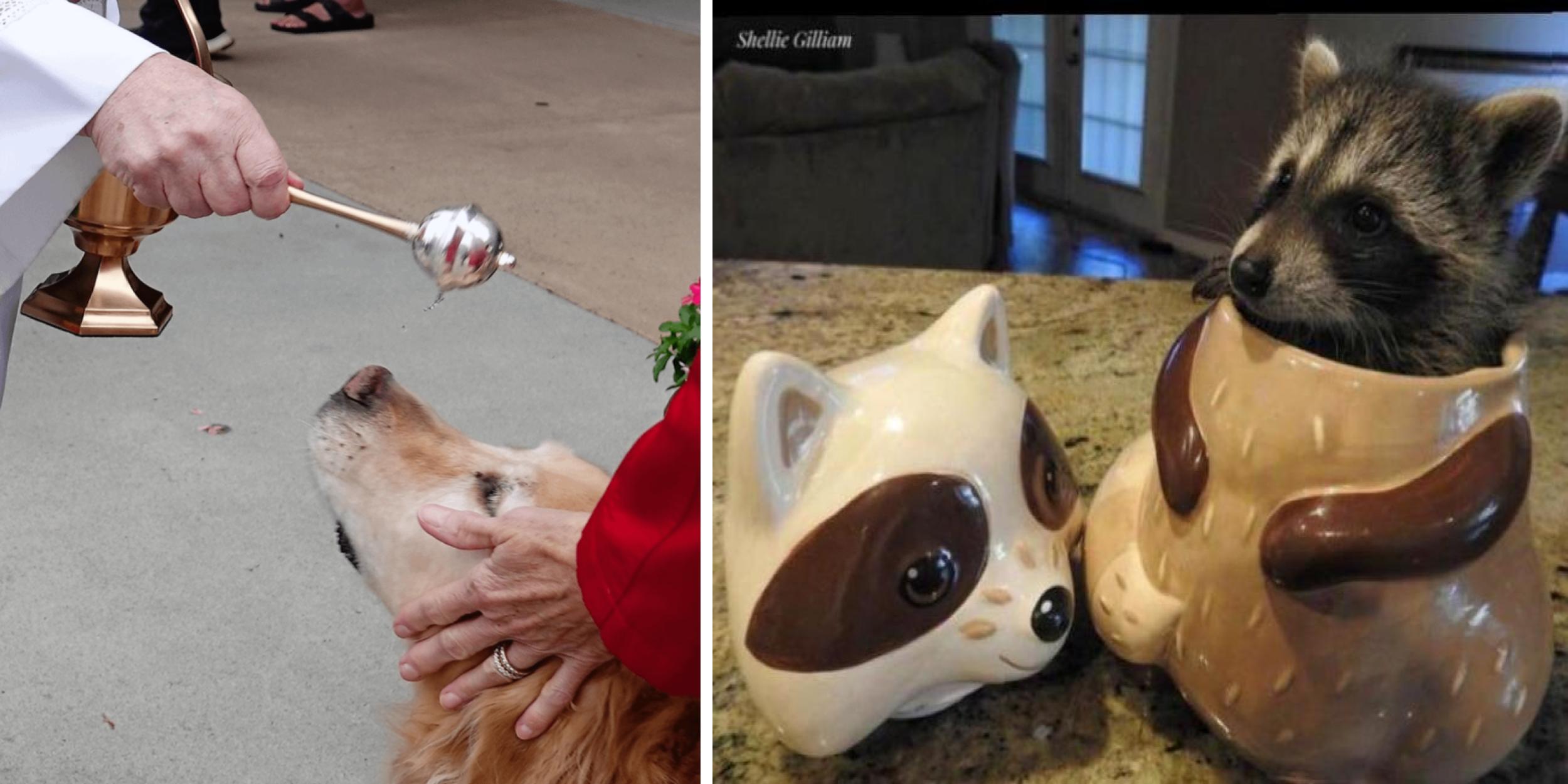 25 Wholesome Images To Bless Everyone's Timelines | Know Your Meme