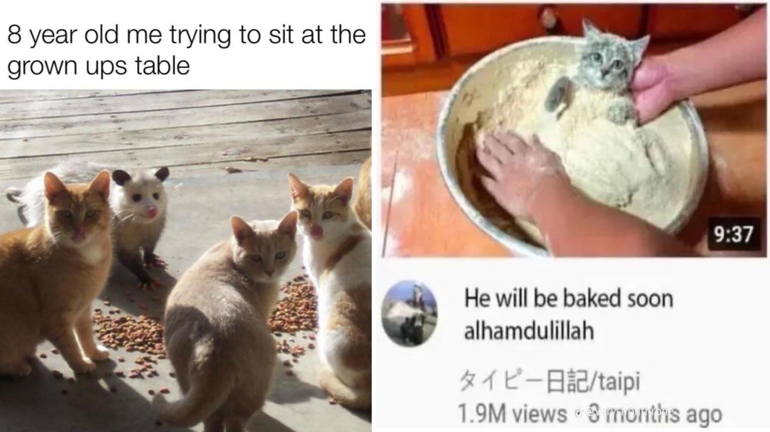 25 Relatable Moments Shared Through Cats | Know Your Meme