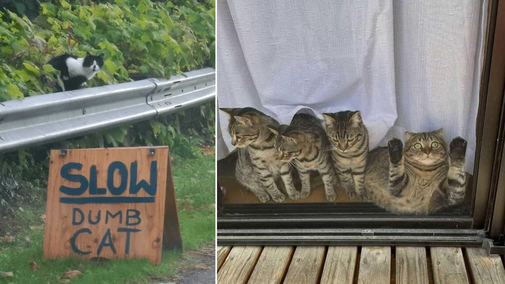 These Adorable Images Of Cats Will Surely Put A Smile On Your Face ...