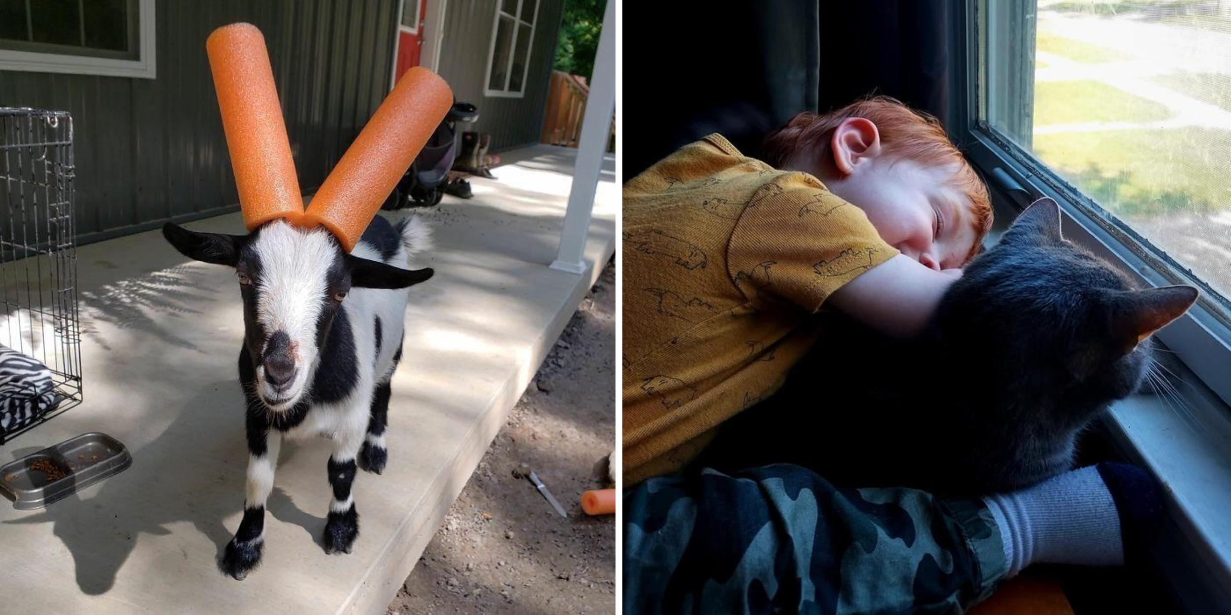 26 Adorable Doses Of Wholesomeness Everyone Needs | Know Your Meme