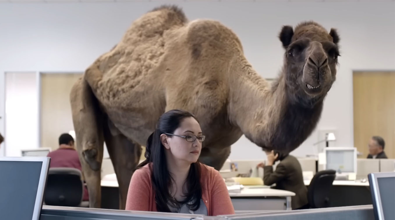 Where Did The Idea Of A 'Hump Day' Come From? The Hump Day Camel's ...