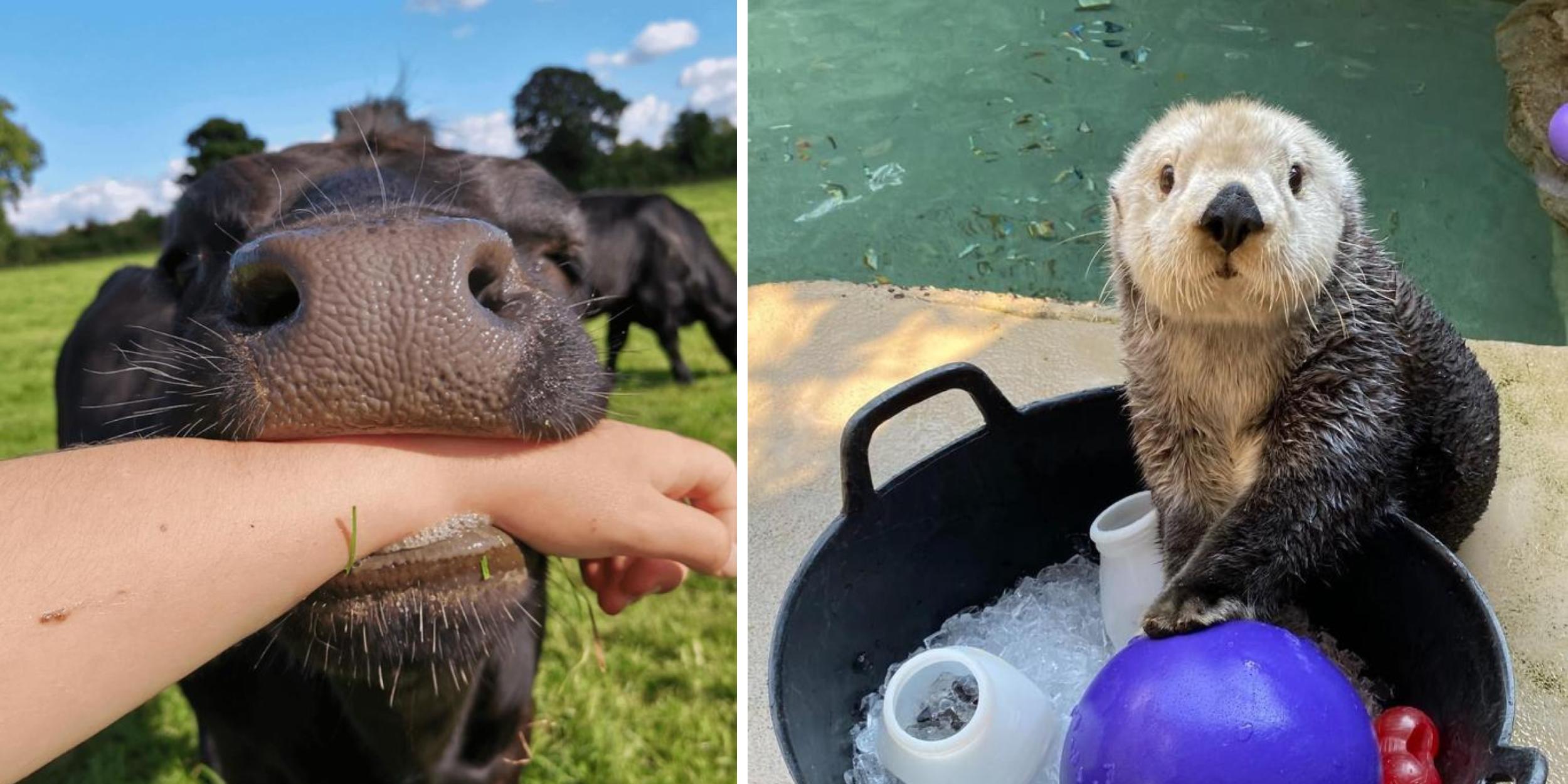 27 Adorable Moments With Animals Of All Sorts To Improve Any Day | Know ...