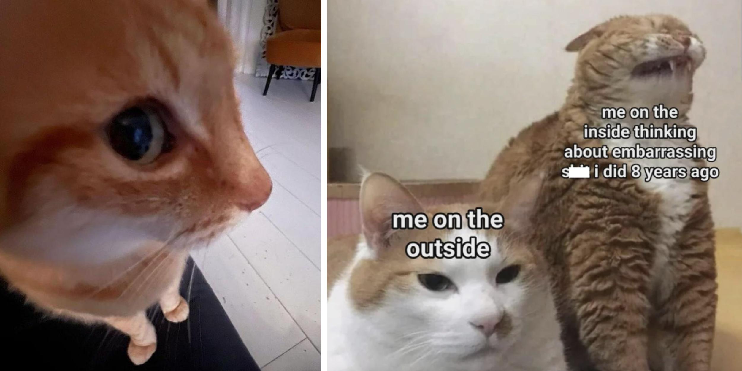 27 Cats Being Adorable That Anyone Can Relate To | Know Your Meme