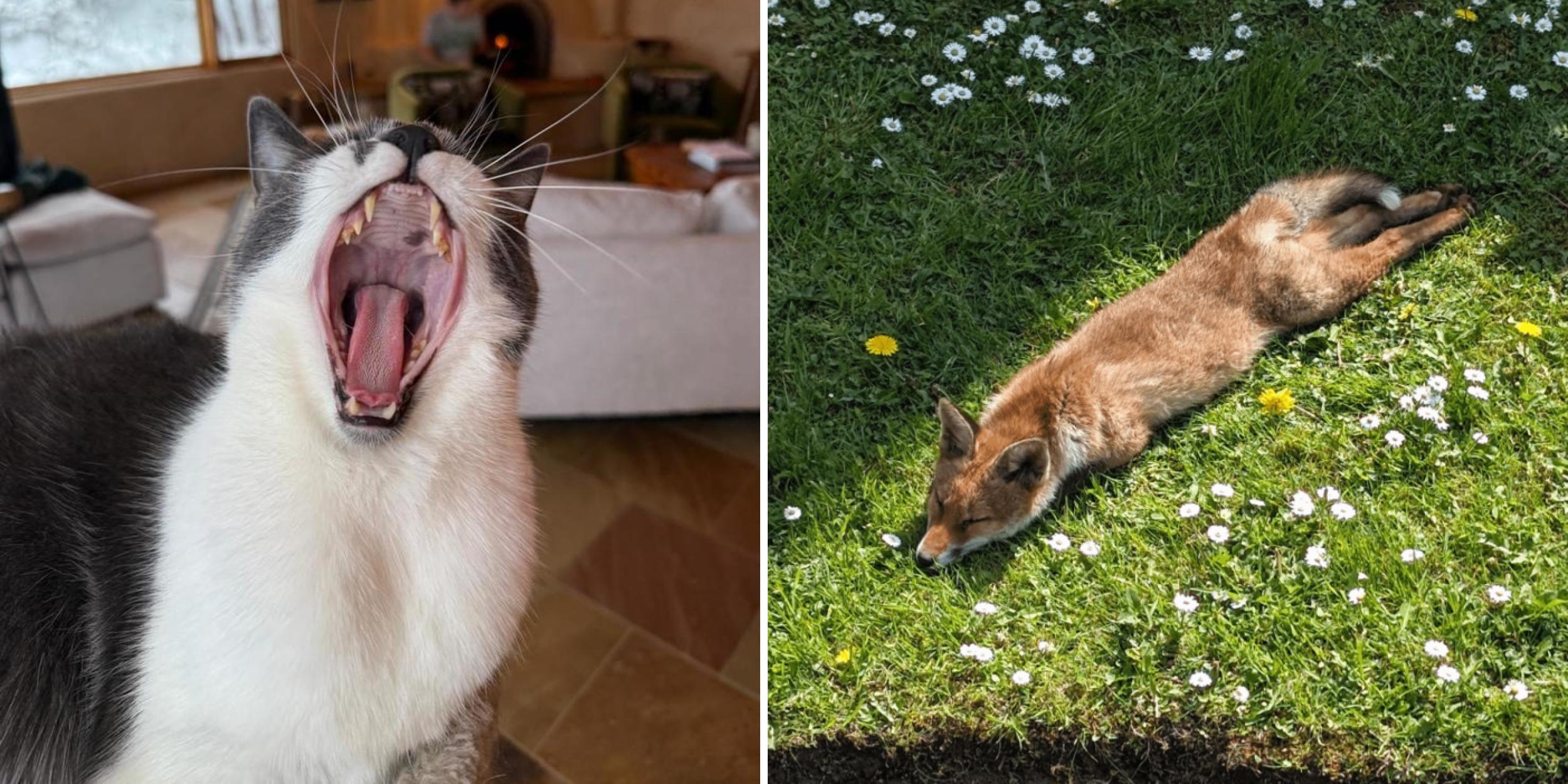 25 Adorable Animals Being Absolute Goofballs | Know Your Meme