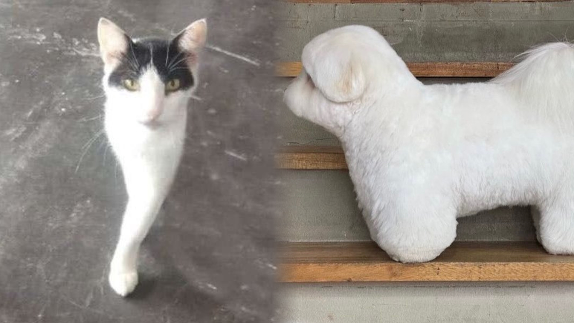 17 Times Pets And People Looked Oddly Like Something Else | Know Your Meme