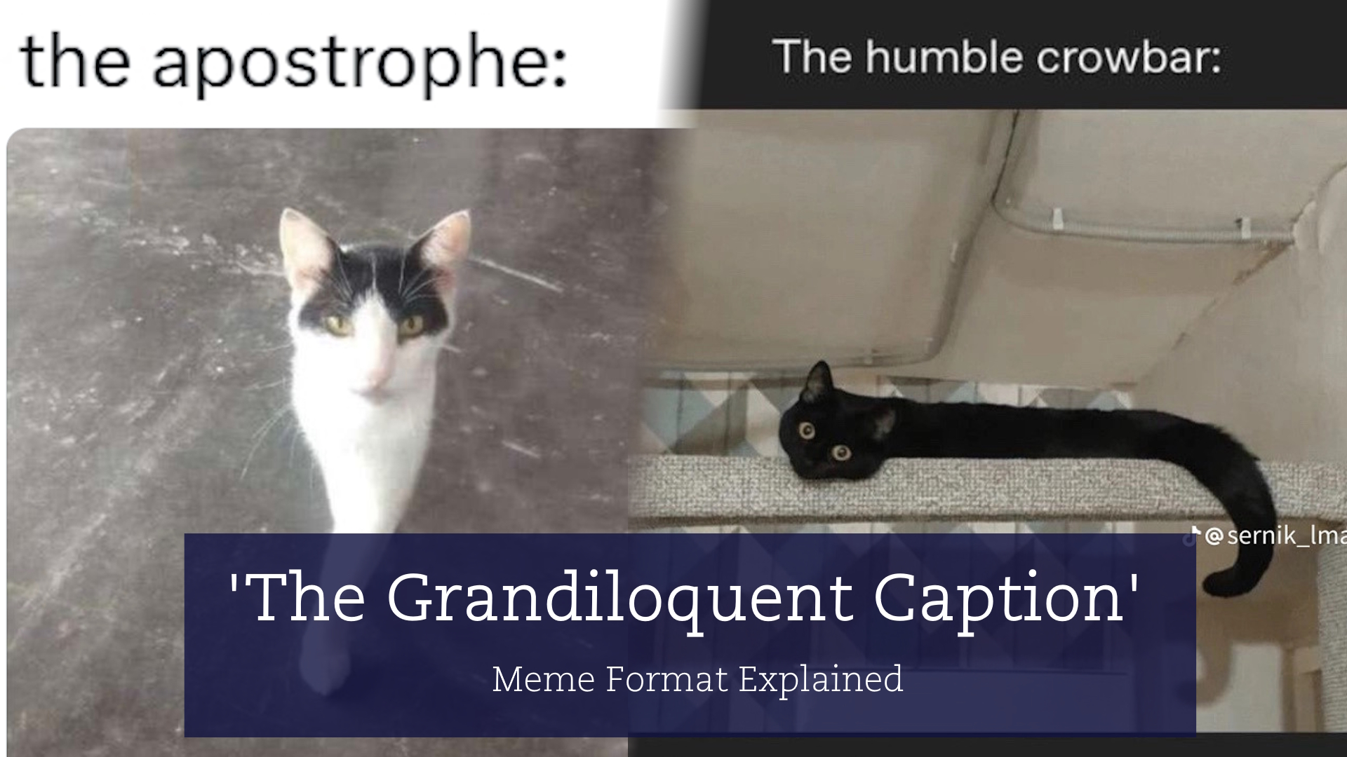 'The Humble Apostrophe' And 'The Nefarious Anglerfish': The Grandiloquent Captio... | Know Your Meme
