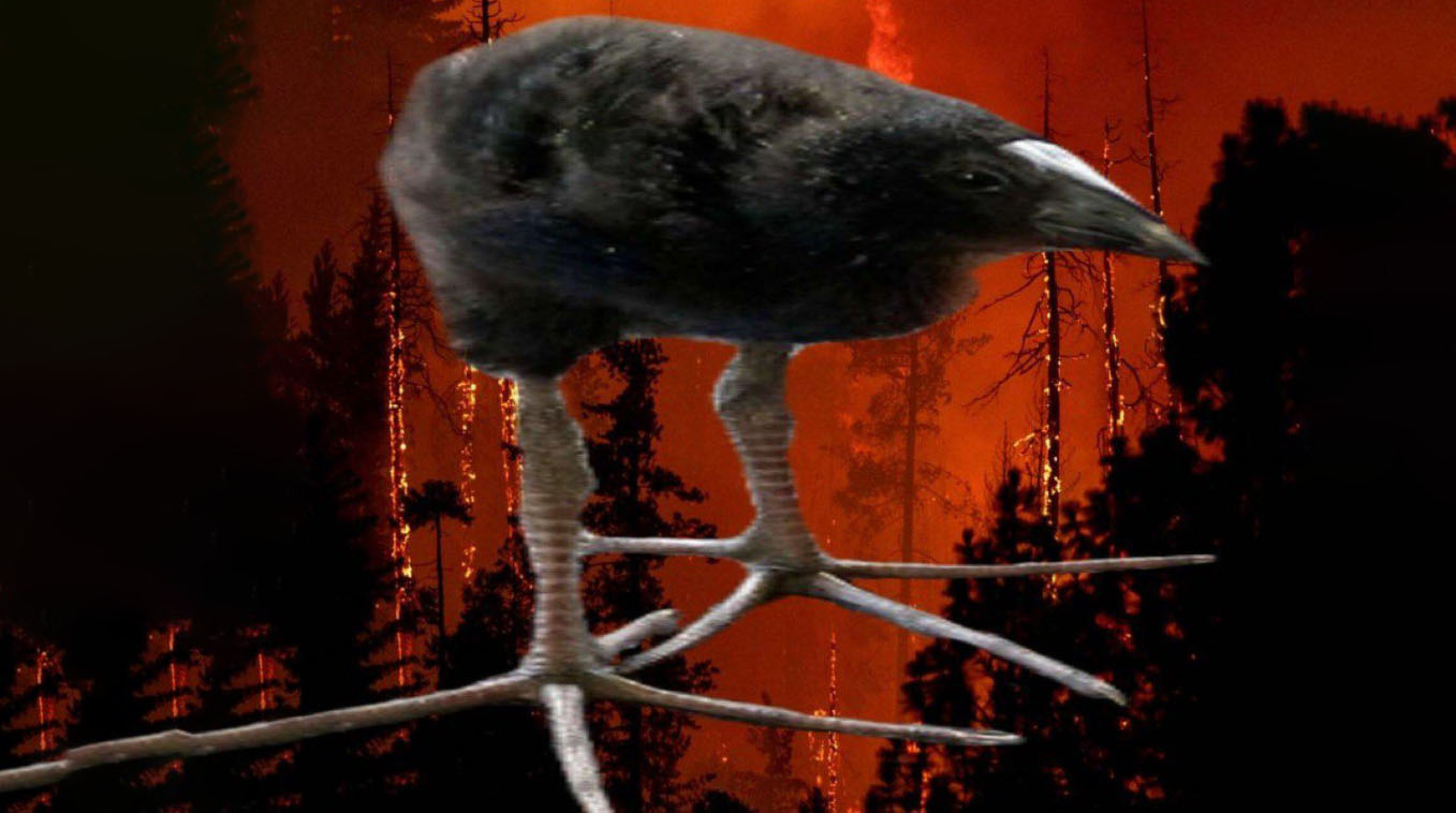 What Is The Baby 'Pūkeko,' And Why Are People So Obsessed With It ...