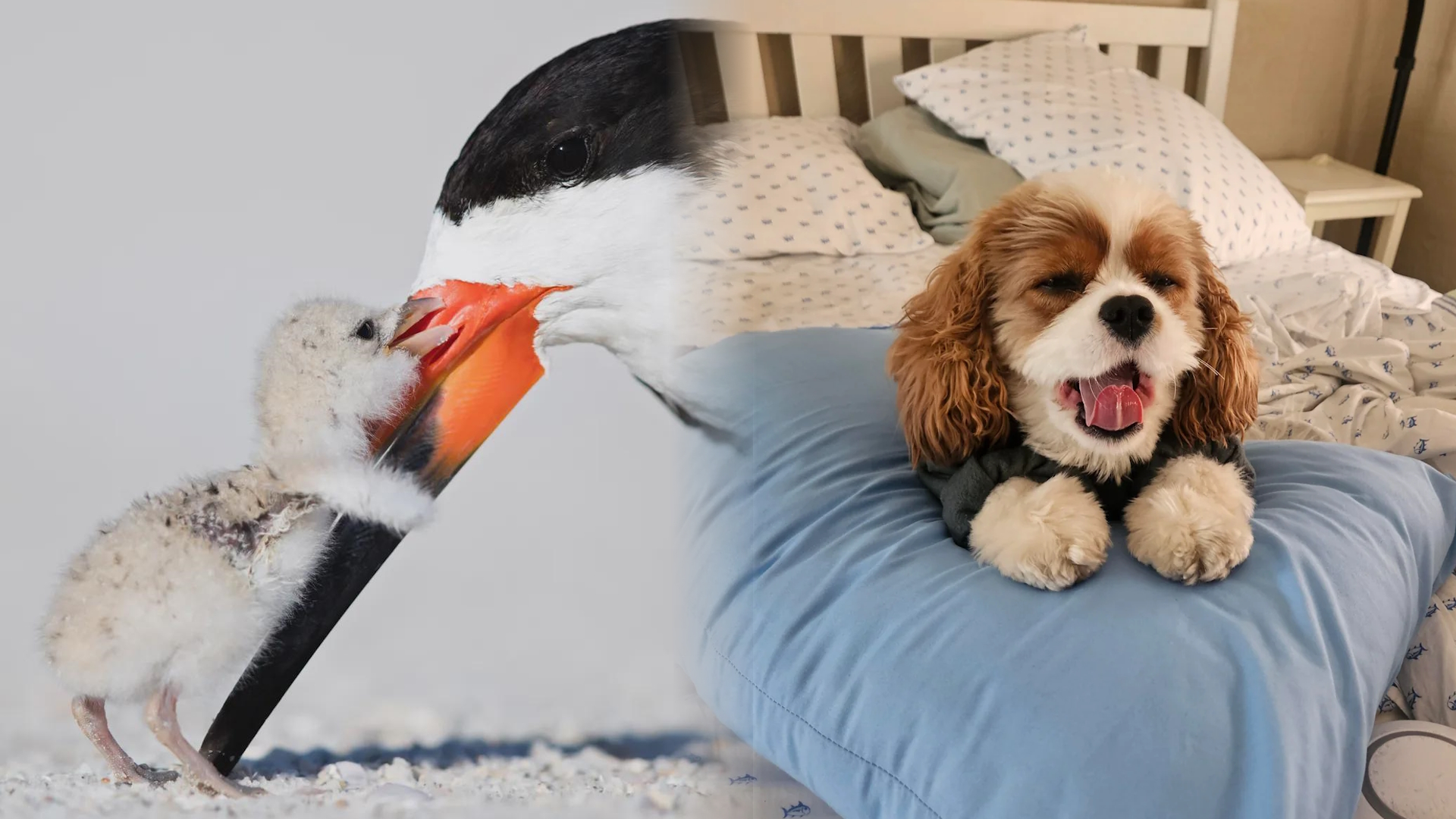 24 Cute Animals To Boost Your Morale After A Tough Day | Know Your Meme