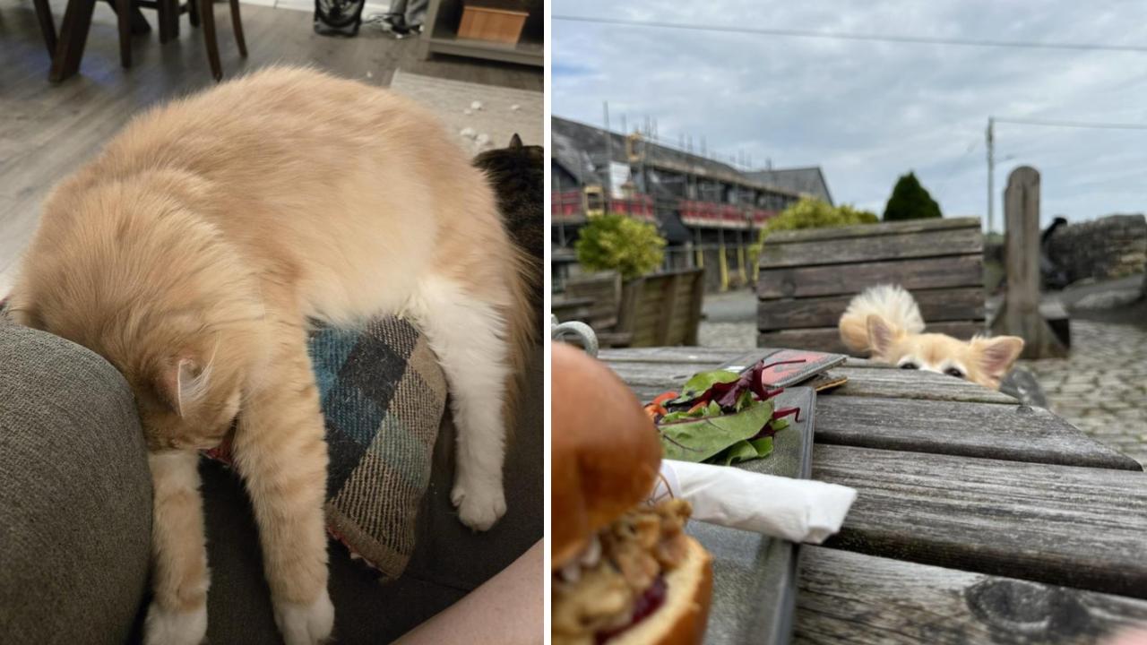 25 Goofy Animals Of All Types Just Being Cute | Know Your Meme