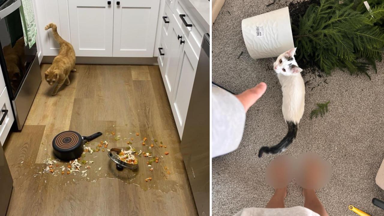 25 Poorly Mannered Cats Making Huge Problems | Know Your Meme