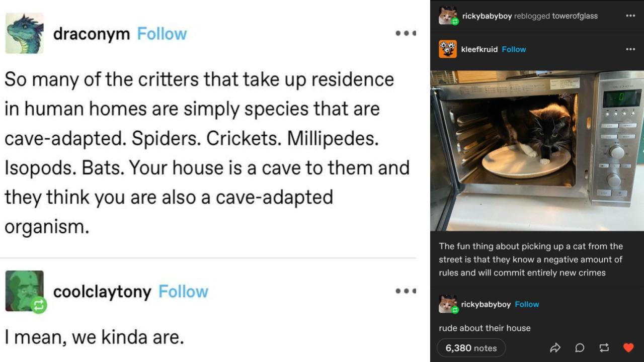 25 Tumblr Memes And Text Posts For A Major Throwback | Know Your Meme