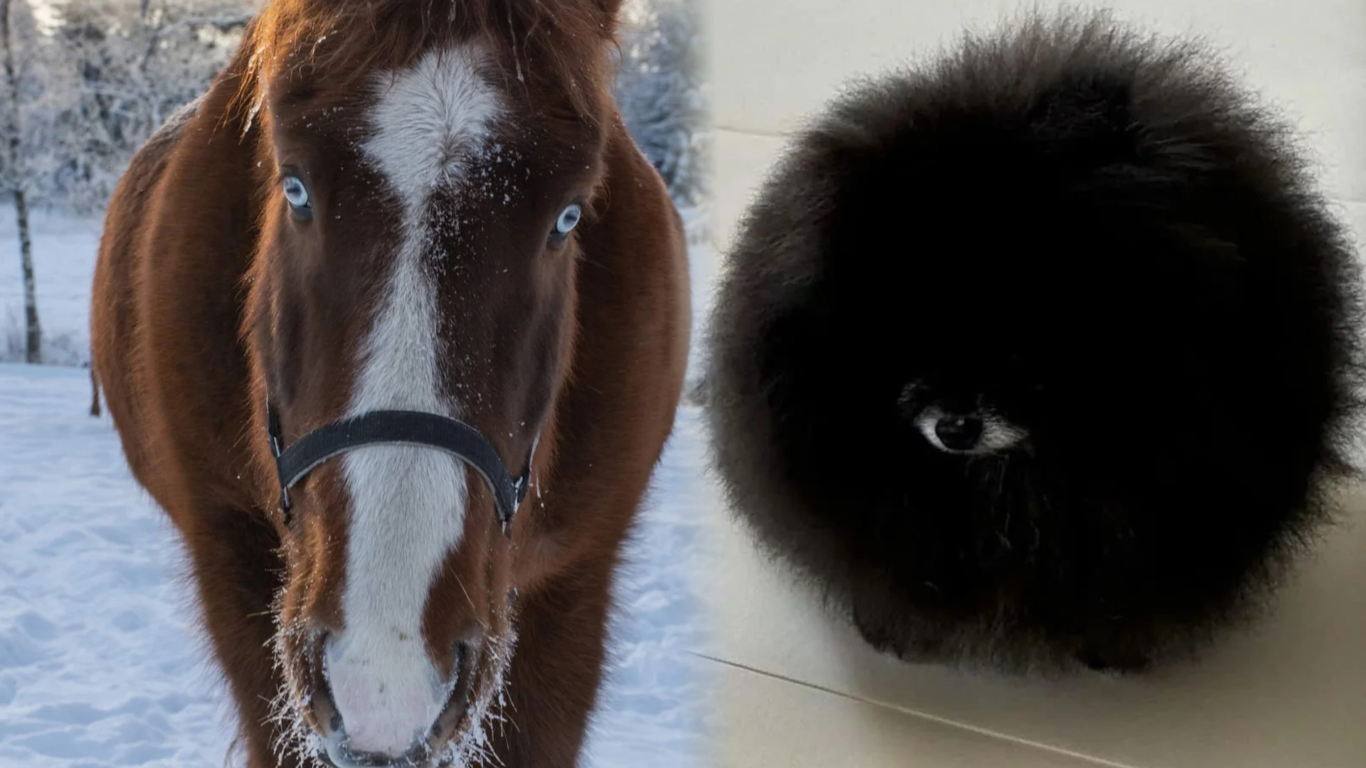 23 Images That Appear Normal But Creep People Out | Know Your Meme