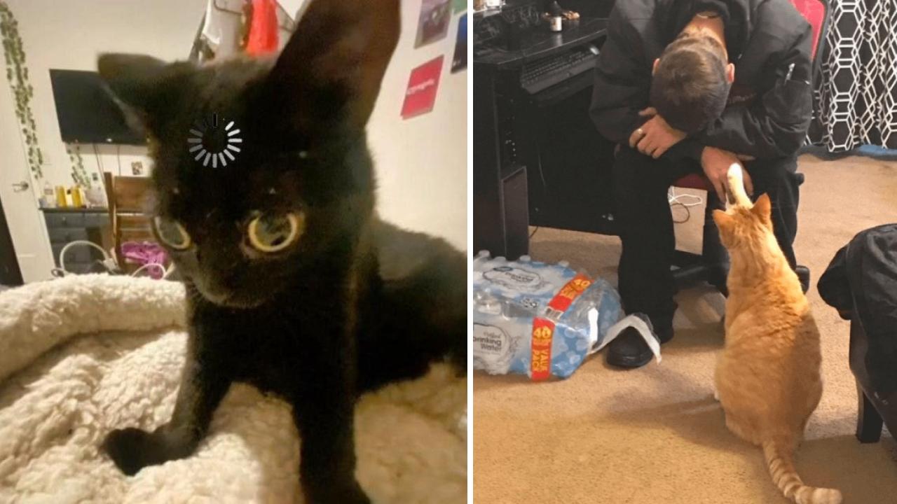 25 Relatable Cats And Kittens That Are Good For The Soul | Know Your Meme