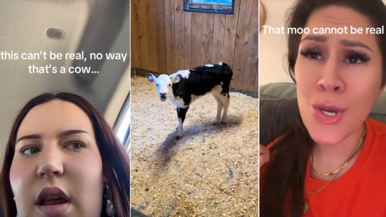 What Is The 'Moothew' Meme And Is The 'Zesty Cow' Video Real? TikTok's ...
