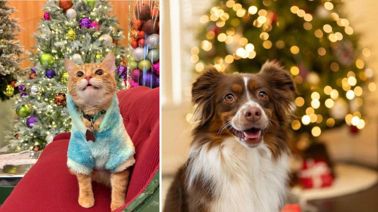 25 Adorable Animals Getting Into The Holiday Spirit | Know Your Meme