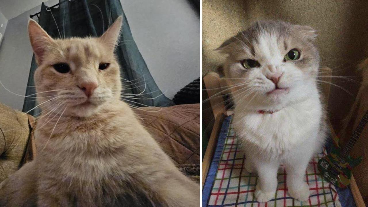 26 Relatable Cats Making Everyone Smile | Know Your Meme