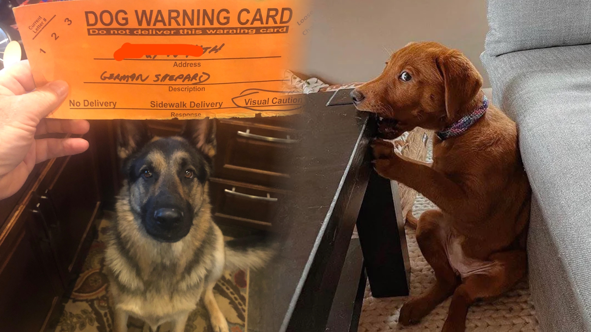 23 Guilty Dogs Who Got Caught Committing Canine Crimes | Know Your Meme