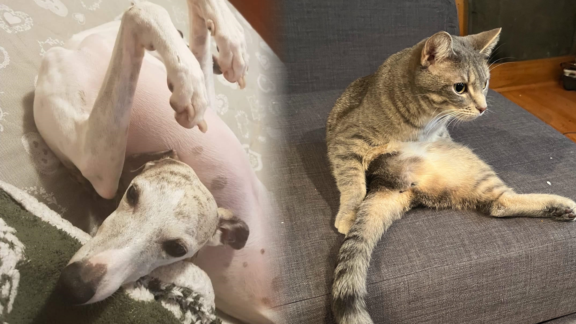 22 Cats And Dogs That Were Incorrectly Assembled | Know Your Meme