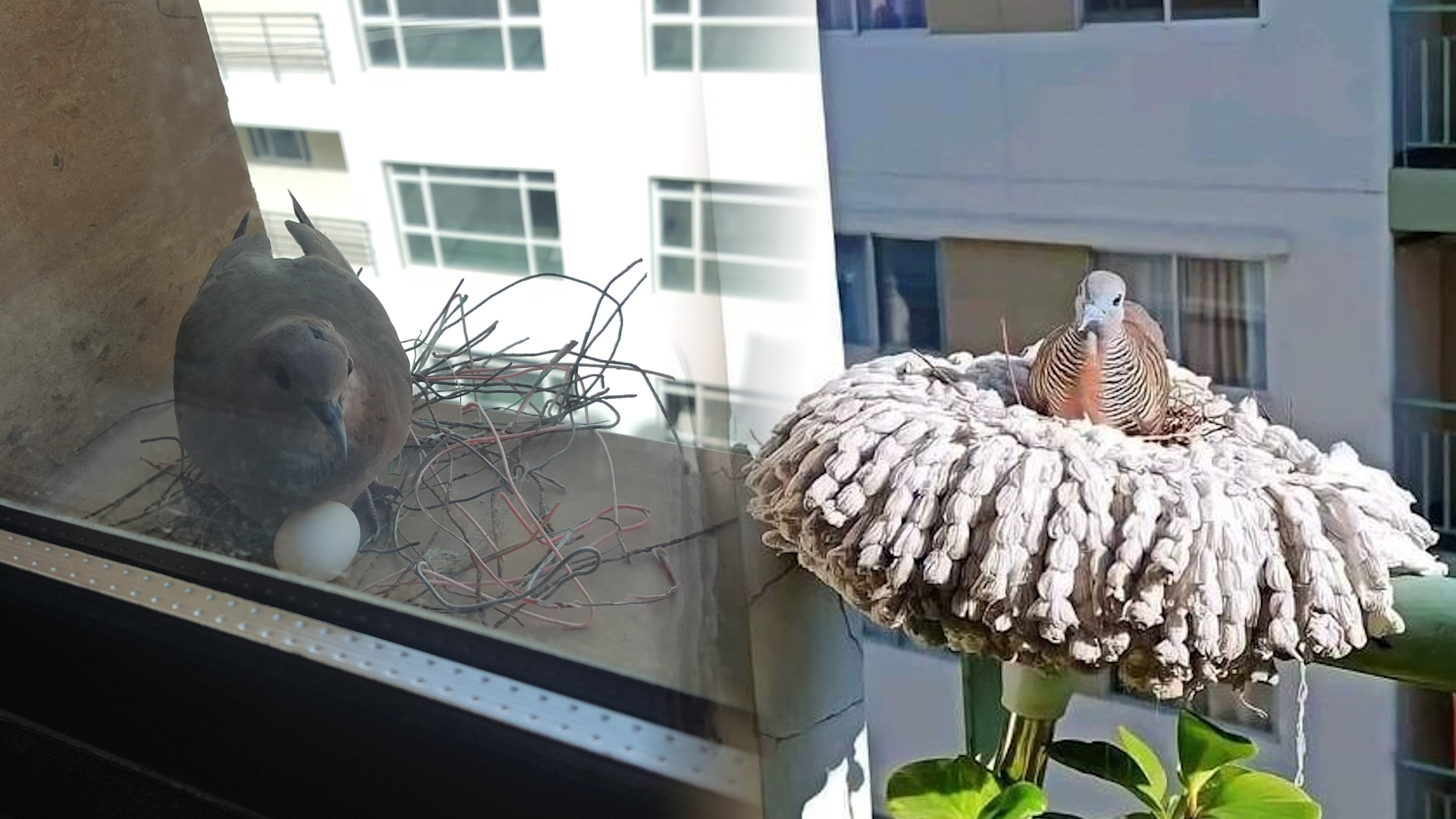 23 Terrible Nests That Pigeons Thought Were Good Enough | Know Your Meme