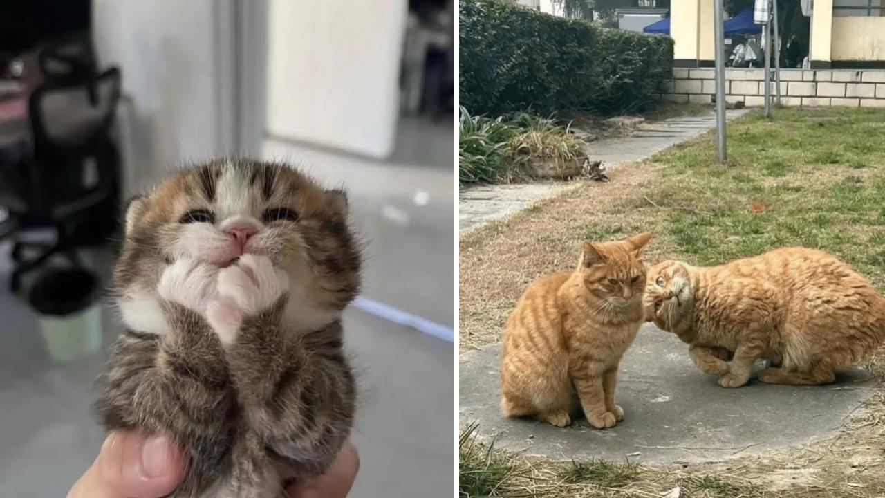25 Priceless Moments Of Cats Just Being Cats | Know Your Meme