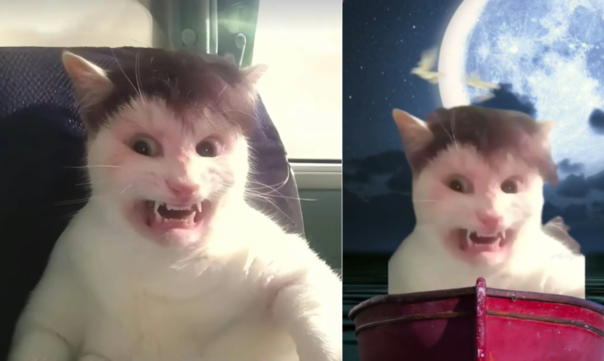 What Is The 'Clutterfunk Cat' Meme And Where Did It Come From? The ...