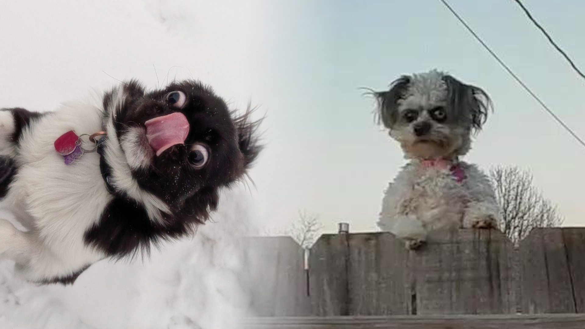 20 Weird But Adorable Dogs Half On Their Way To Turning Into Cryptids ...